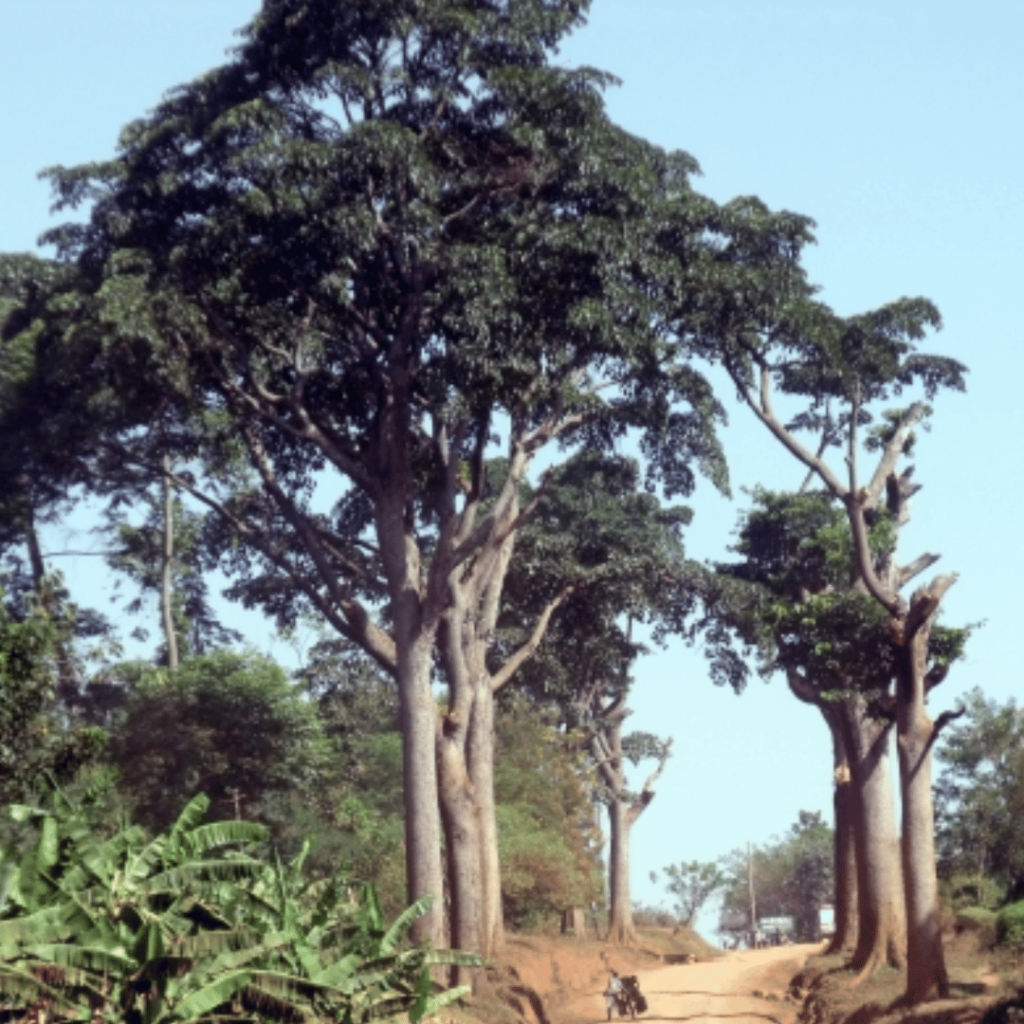 The Cultural Significance of Indigenous Kenyan Trees in Traditional ...